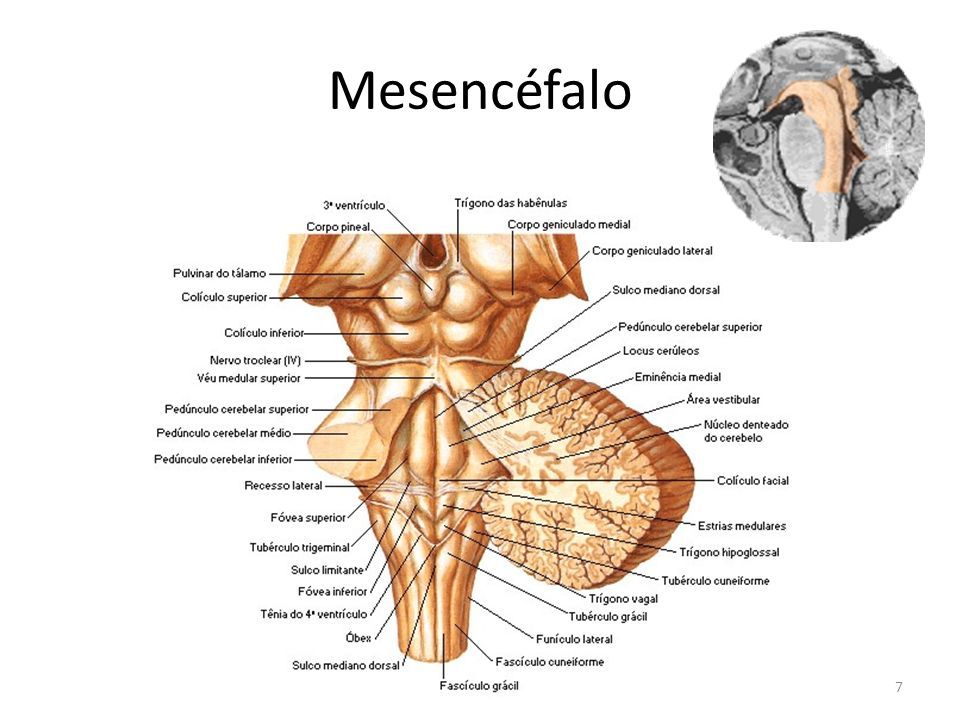 Neuroanatomia Tronco Encefálico Acadêmico Guilherme Candido Agostinho